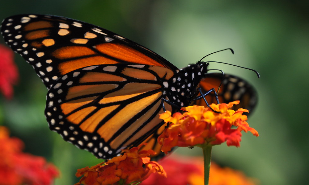 Instructional vs. Transformational Leadership – Mr. Zerwas Teaches Here